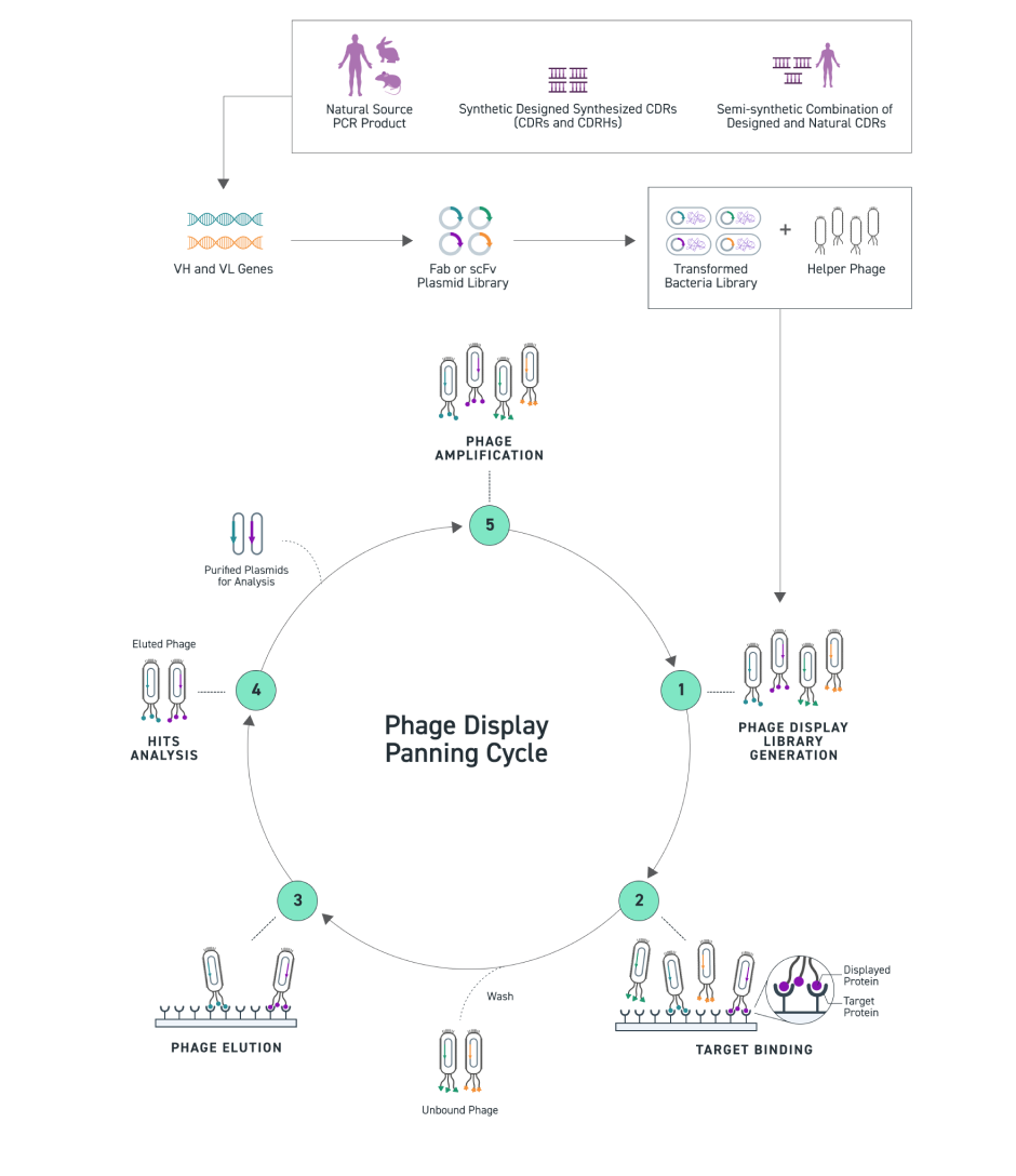 Phage Display Antibody Discovery | Twist Bioscience